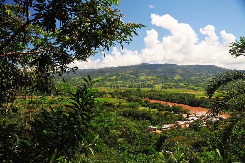 View of the Amazon Rainforest with Trees and Flowers Blue Sky Peru ...
