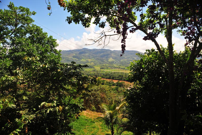 View of the Amazon Rainforest with Trees and Flowers Blue Sky Peru ...