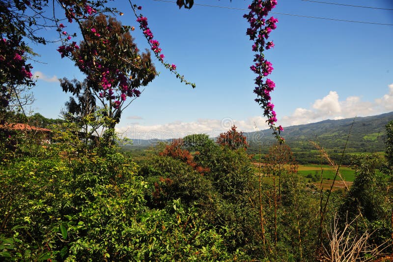 View of the Amazon Rainforest with Trees and Flowers Blue Sky Peru ...