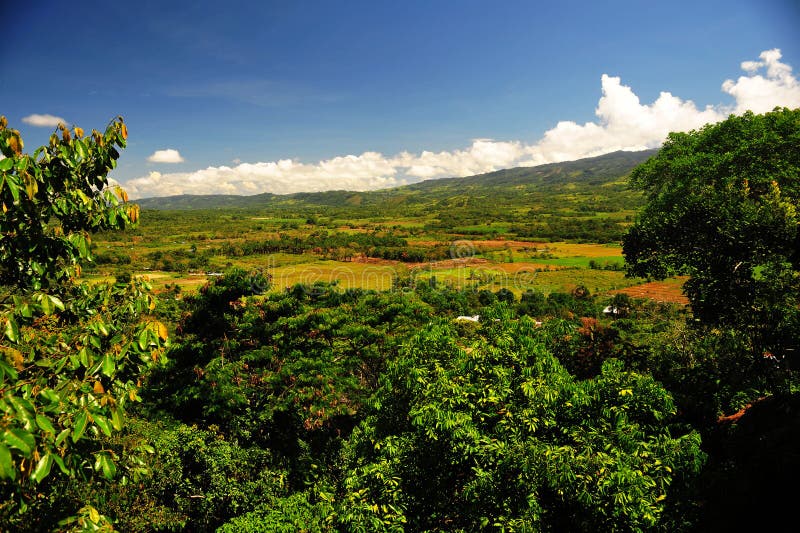 View of the Amazon Rainforest with Trees and Flowers Blue Sky Peru ...