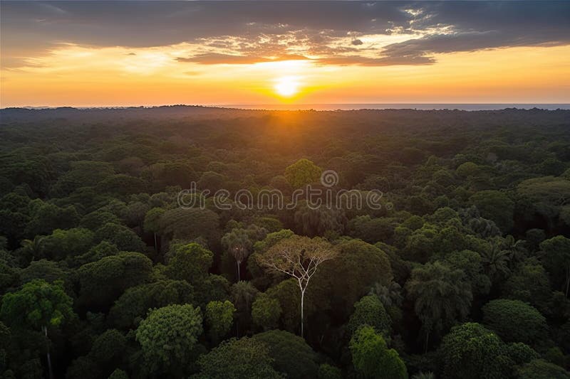 Aerial View of the Amazonas, with Sun Setting Behind Jungle Canopy ...