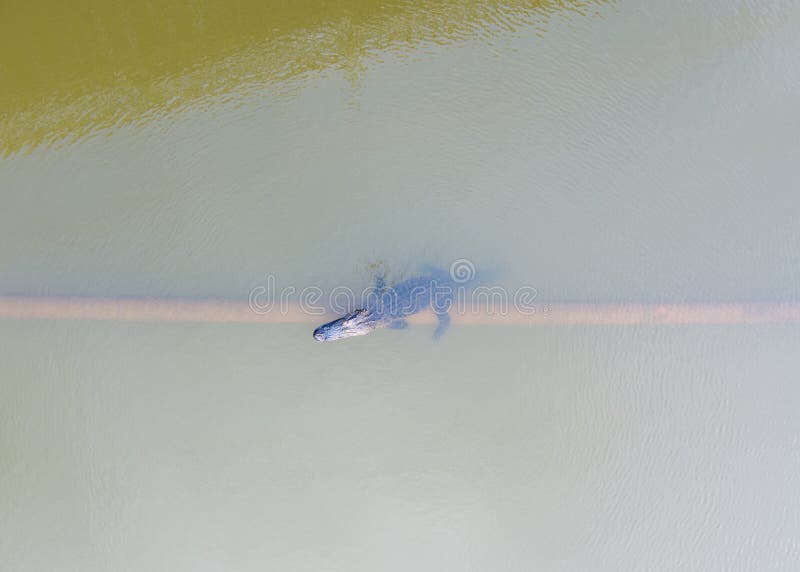 Aerial View of an American Alligator in Mobile Bay Stock Photo - Image ...