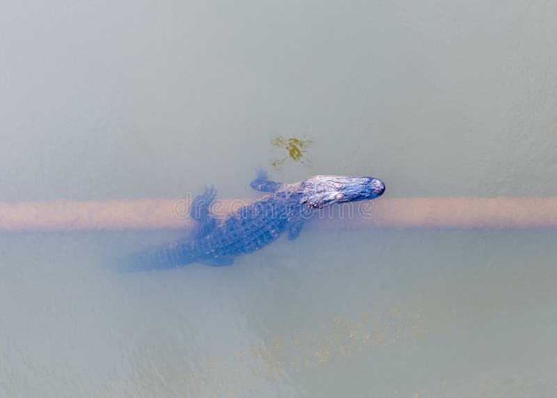 Aerial View of an American Alligator in Mobile Bay Stock Photo - Image ...