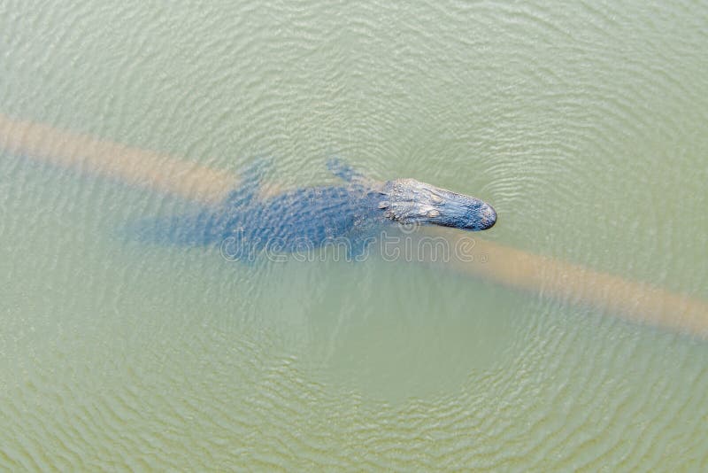 Aerial View of an American Alligator in Mobile Bay Stock Image - Image ...