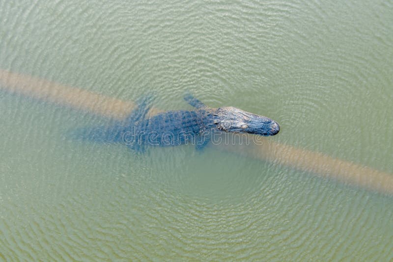 Aerial View of an American Alligator in Mobile Bay Stock Photo - Image ...
