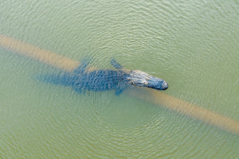 Aerial View of an American Alligator in Mobile Bay Stock Photo - Image ...