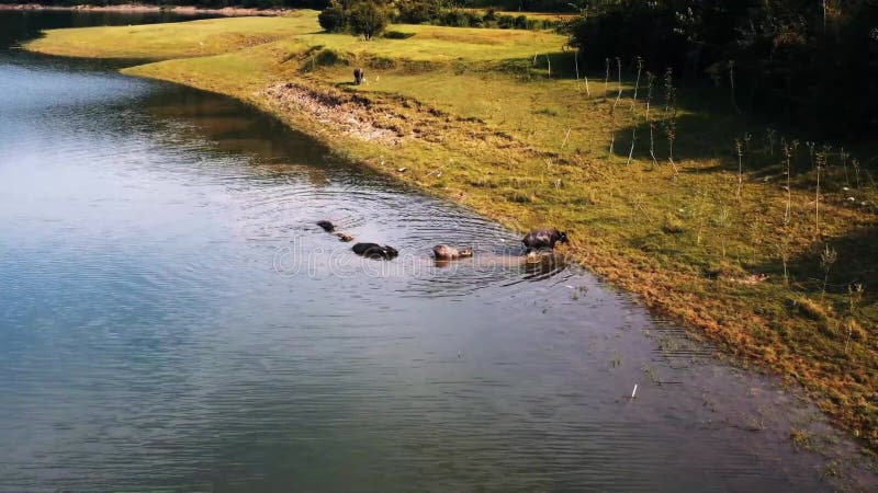 Aerial View of Animals Walking Out of the Lake Stock Footage - Video of ...