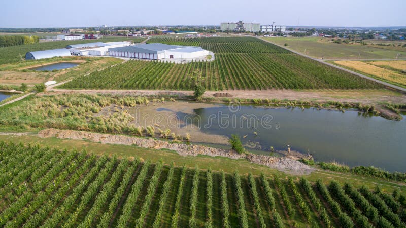 Aerial View of an Apple Farm Stock Image - Image of aerial, agriculture ...
