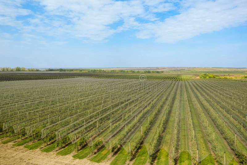 Aerial View of the Apple Garden. Green Rows of Fruit Trees on an Apple ...