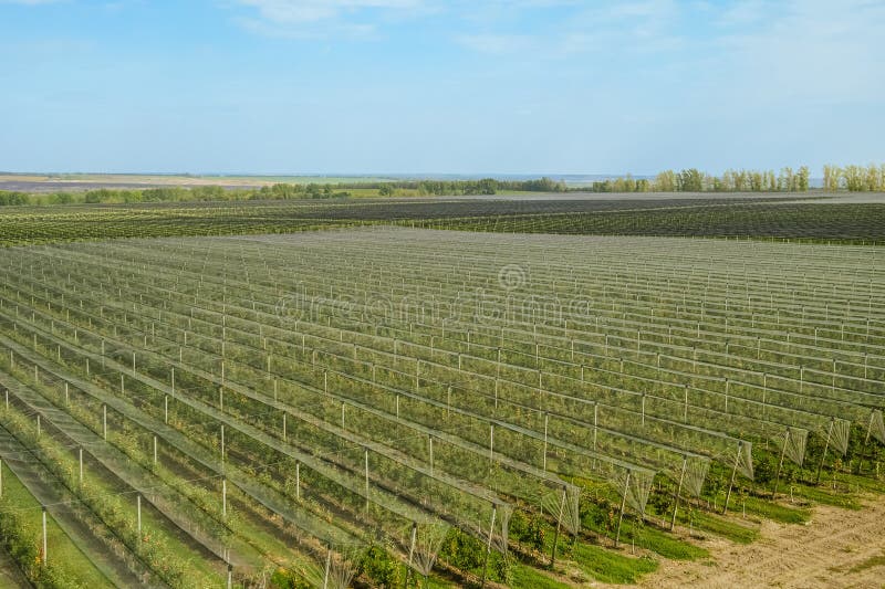 Large Apple Orchard Aerial View Stock Photos - Free & Royalty-Free ...