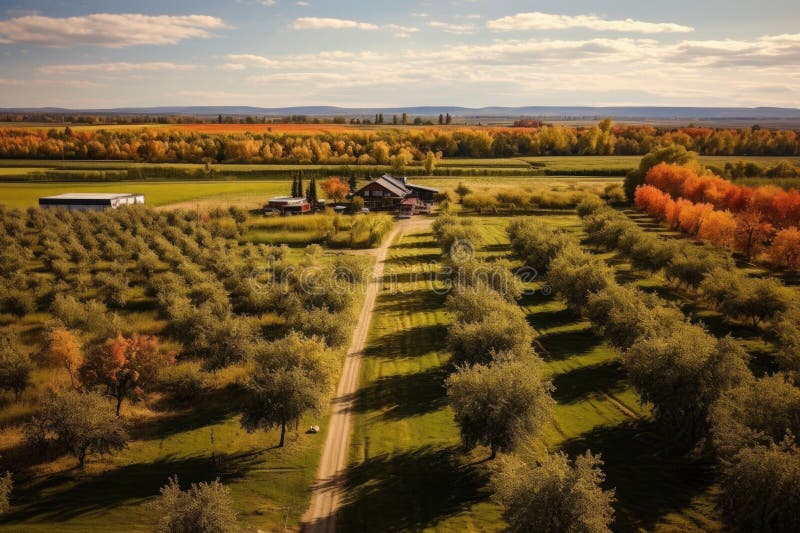 Aerial View of Apple Orchard Landscape in Autumn Stock Illustration ...