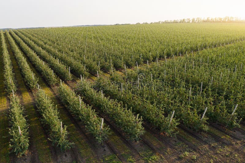 Aerial View of the Apple Orchard Stock Image - Image of harvesting ...
