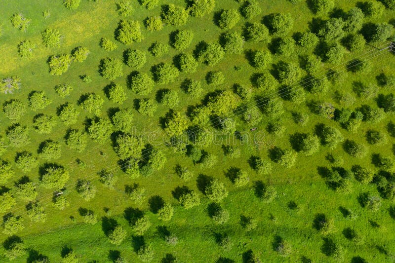 Aerial View of Apple Orchard. Vibrant Green Meadow and Trees in Rows ...
