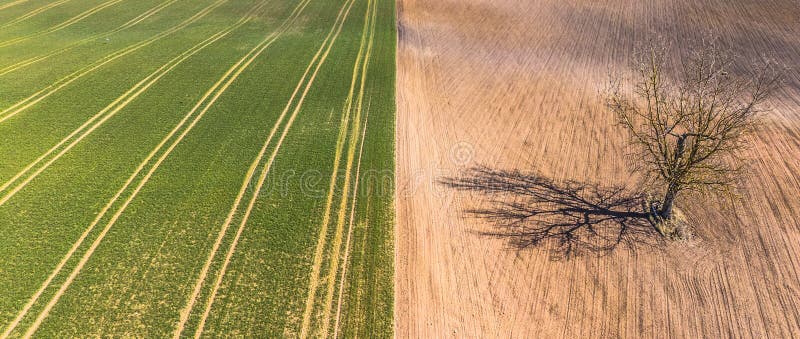 Ash Tree in Arable Landscape Stock Photo - Image of arable, tree: 63927682