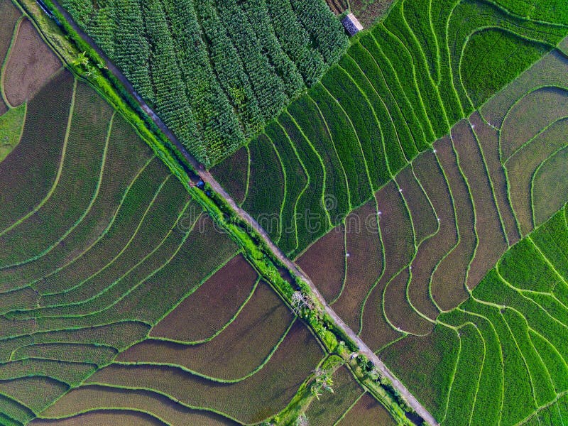 Aerial View of Asia in Indonesian Rice Field Area with Green Rice ...
