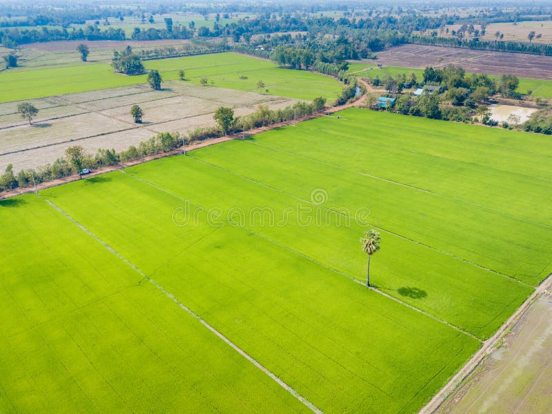 Aerial View Asian Green Fields Stock Photo - Image of dron, asian ...