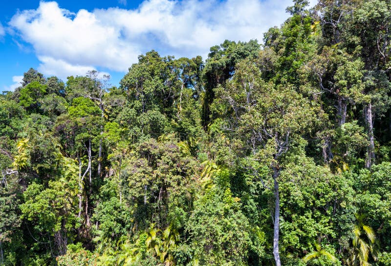 Aerial View of Australian Vegetation, Queensland Stock Image - Image of ...