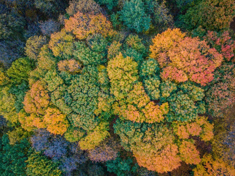 Aerial View of Autumn Colors in the Forest Stock Photo - Image of high ...