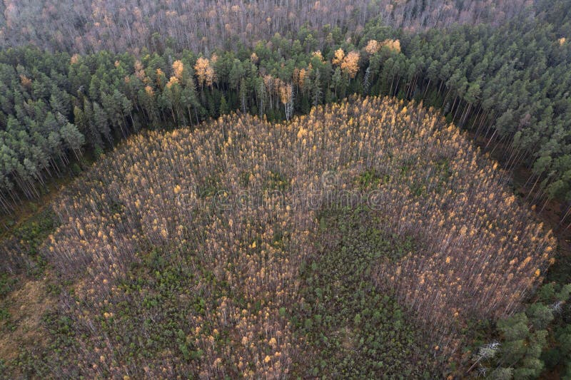 Aerial View of Autumn Forest with a Clearing of Young Trees Stock Photo ...