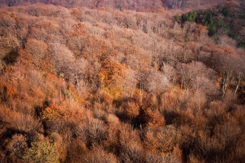 Aerial View of Autumn Forest Stock Photo - Image of scenic, flora: 60482620