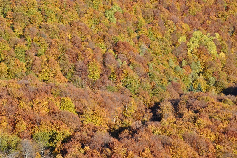 Aerial View of Autumn Forest Stock Photo - Image of fall, beauty: 61368772