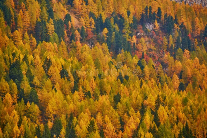 The Aerial View of the Autumn Forest Stock Image - Image of season ...