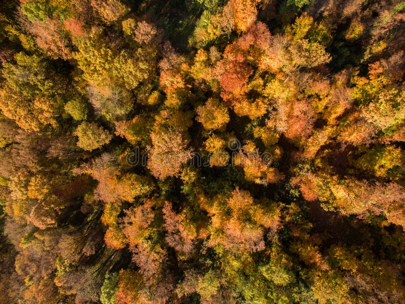 Aerial View of Autumn Forest Stock Photo - Image of autumn, landscape ...