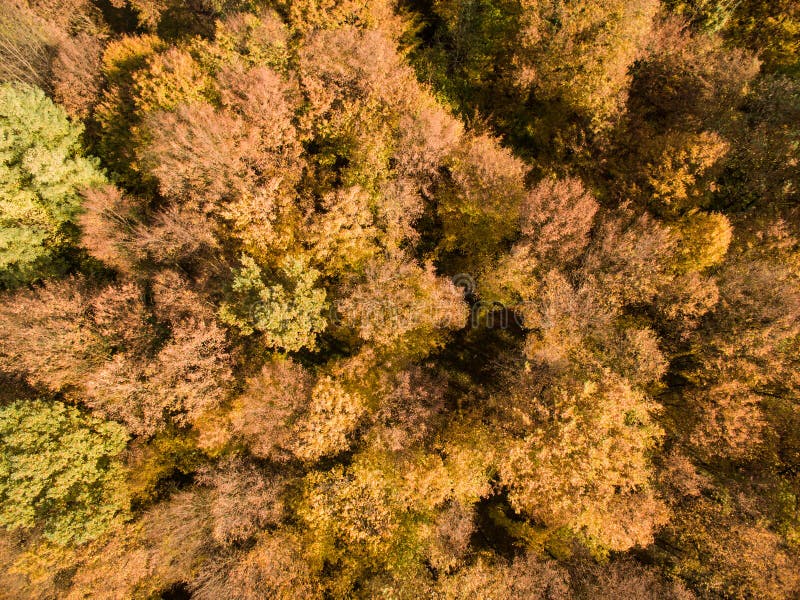 Aerial View of Autumn Forest Stock Photo - Image of colorful, drone ...