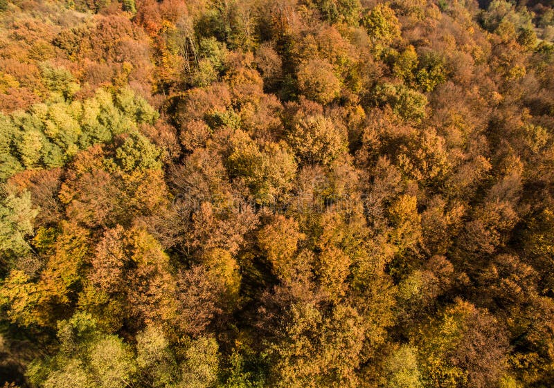 Aerial View of Autumn Forest Stock Photo - Image of scenery, landscape ...