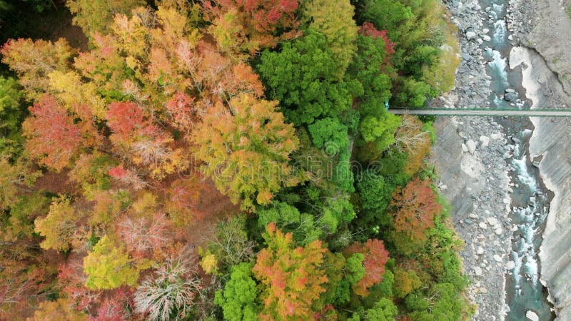 Aerial View of Autumn Landscape, Maple Forest and Bridge Stock Footage ...