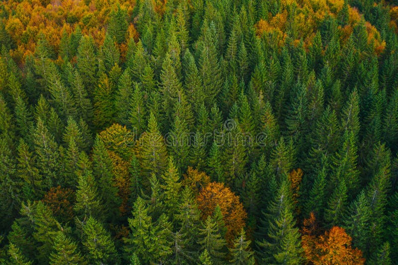 Aerial View of Autumn Tree Tops Stock Image - Image of outdoor, maple ...