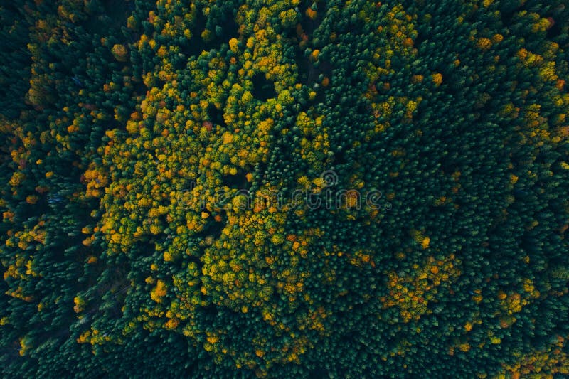 Aerial View of Autumn Tree Tops Stock Photo - Image of background ...