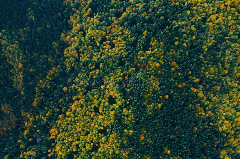 Aerial View of Autumn Tree Tops Stock Image - Image of outdoors, hill ...