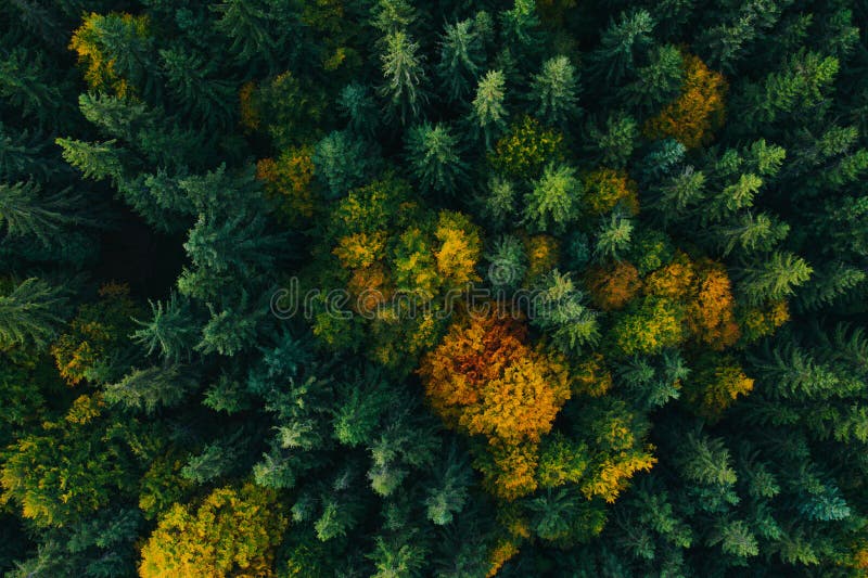 Aerial View of Autumn Tree Tops Stock Image - Image of green, brown ...