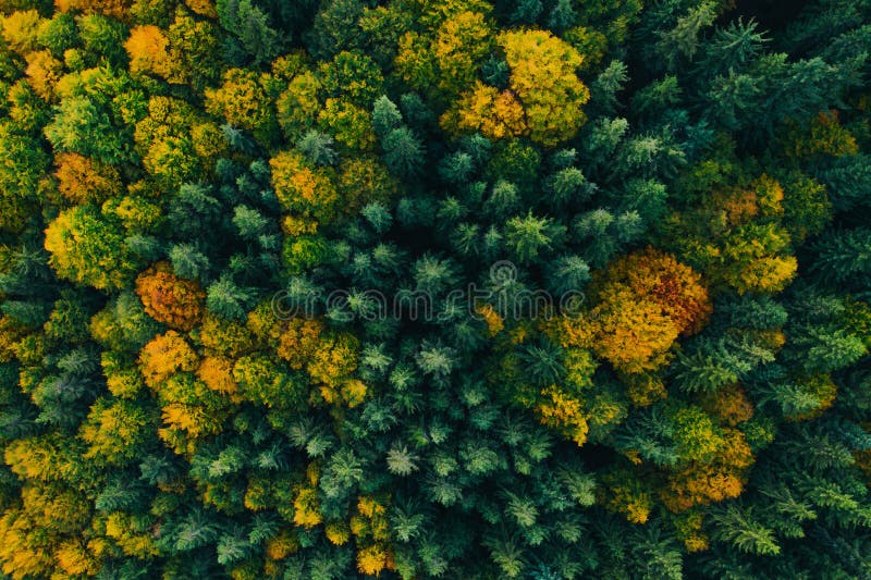 Aerial View of Autumn Tree Tops Stock Photo - Image of natural, aerial ...