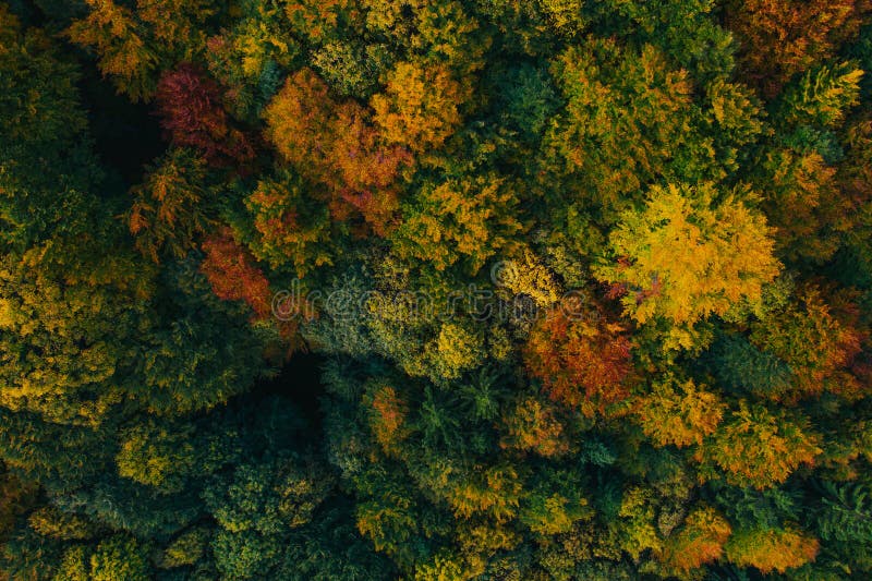 Aerial View of Autumn Tree Tops Stock Image - Image of hiking, hill ...