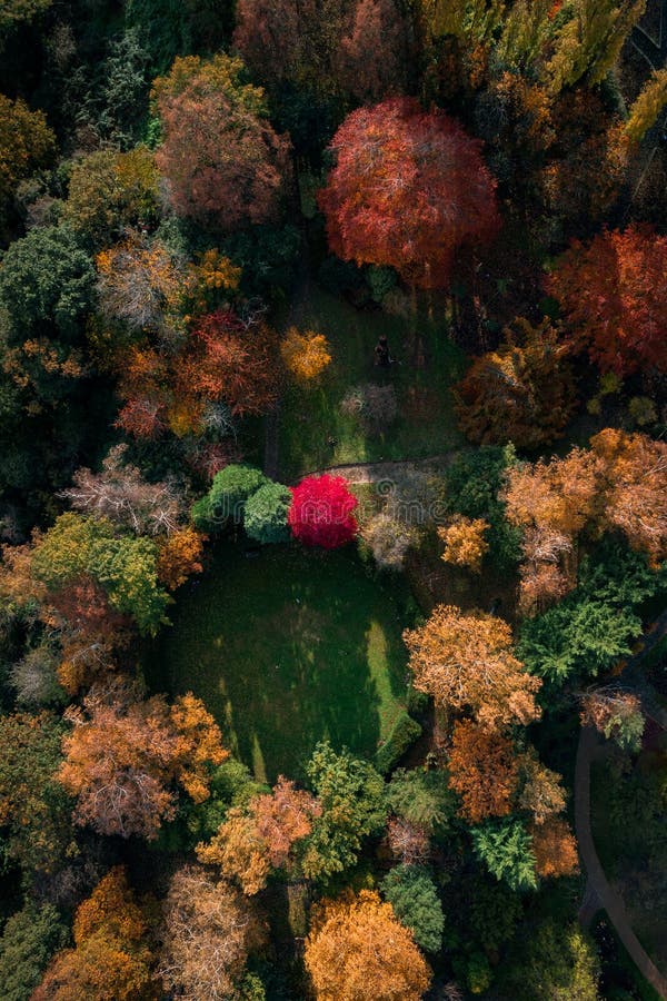 Aerial View of Autumn Trees in a Park Stock Photo - Image of view ...