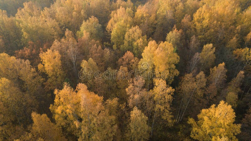 Aerial View of Autumn Yellow Forest with Mixed Trees Stock Image ...