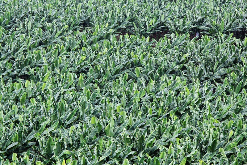 Aerial View of Banana Plantation Stock Image - Image of garden, plant ...