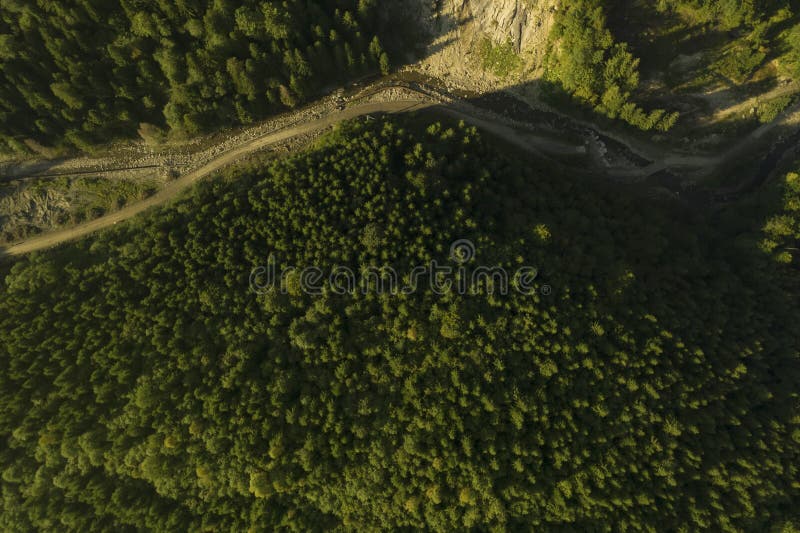 Aerial View of Beautiful Forest with Conifer Trees, River and Pathway ...