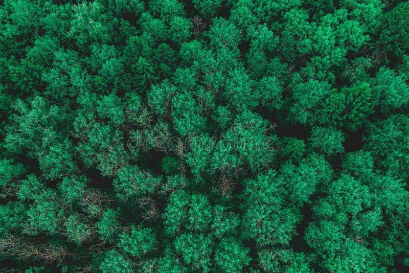 Aerial View of the Beautiful Green Forest. Forest Texture Top View ... Aerial View of the Beautiful Green Forest. Forest Texture Top View ...