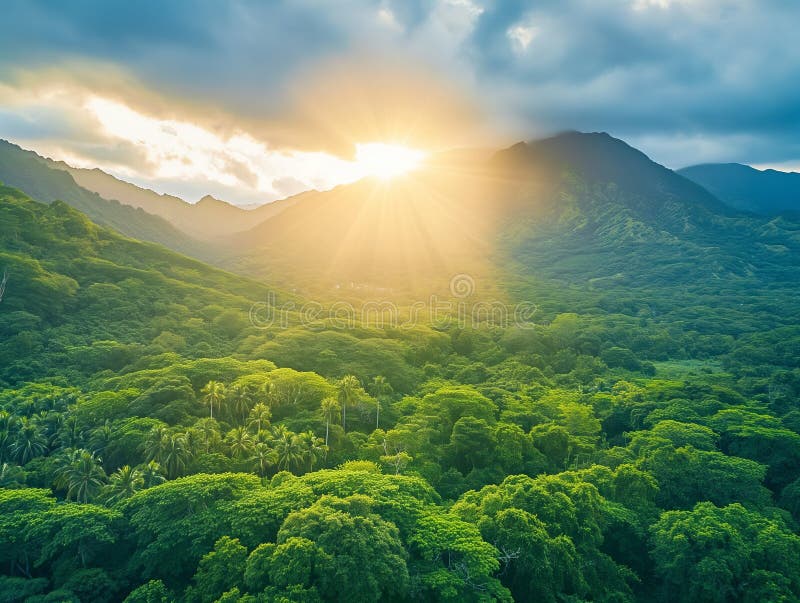 Aerial View, Beautiful Rainforest at Sunset Stock Image - Image of ...