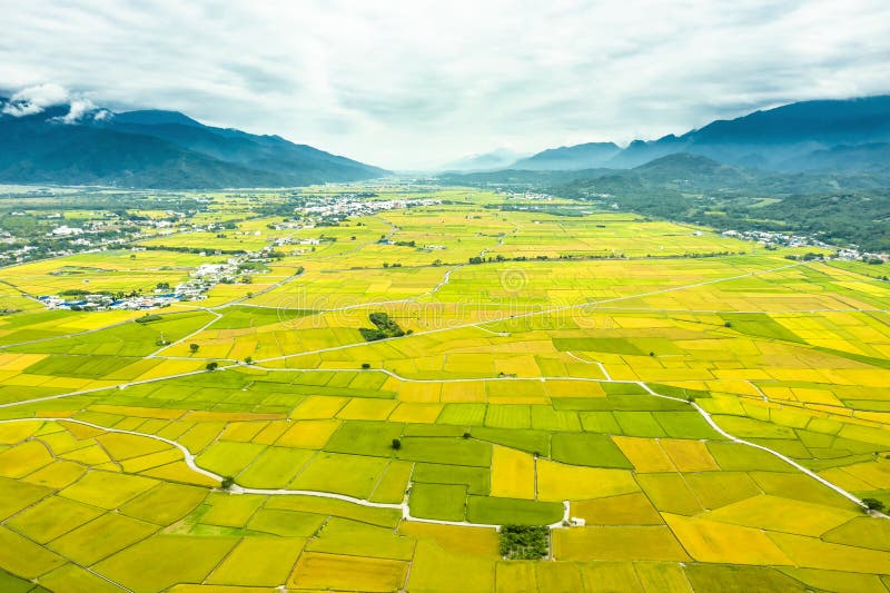 Aerial View of Beautiful Rice Fields in Taitung . Taiwan Stock Image ...
