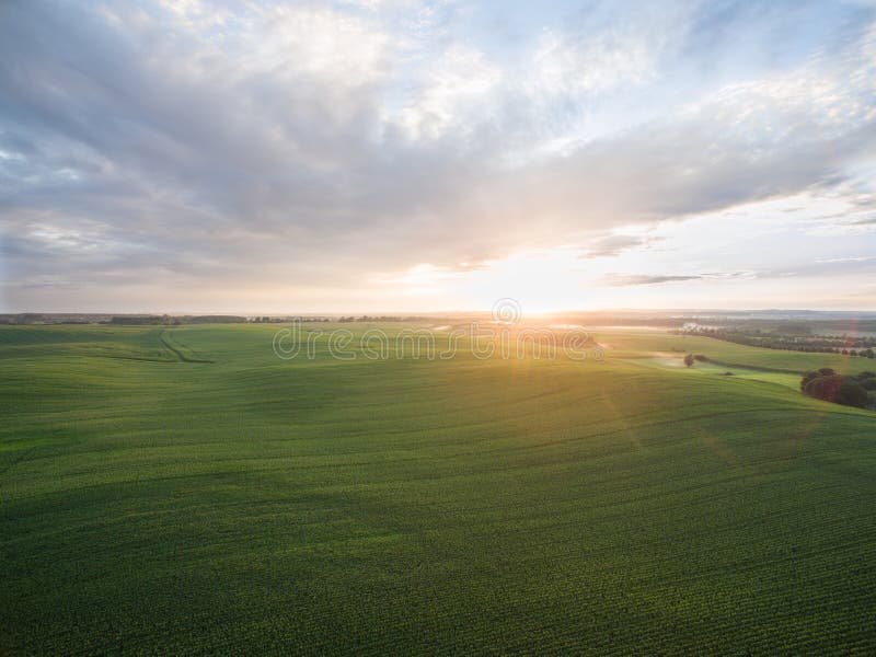 Aerial View of a Beautiful Sunset Over Green Corn Fields - Agricultural ... Aerial View of a Beautiful Sunset Over Green Corn Fields - Agricultural ...