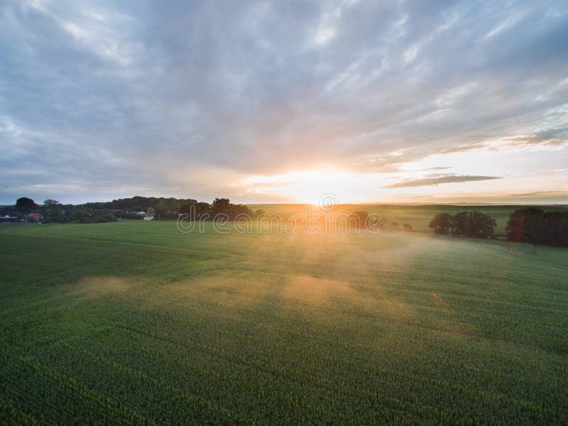 Aerial View of a Beautiful Sunset Over Green Corn Fields - Agricultural ...