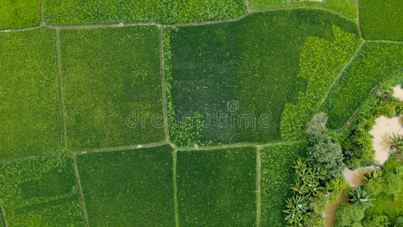 Aerial View Beautiful Terraced Rice Fields, Tangerang, Indonesia Stock ...