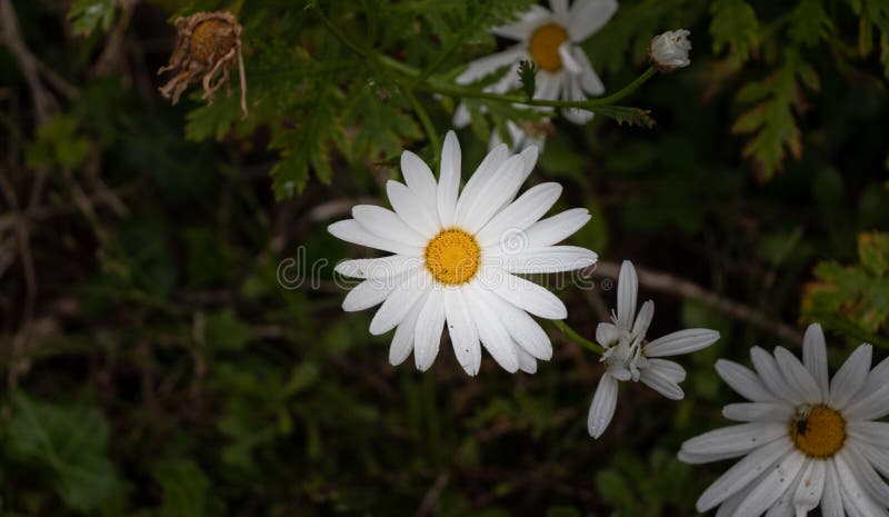 Aerial View of a Beautiful White Daisy on a Green Background of Grass ...