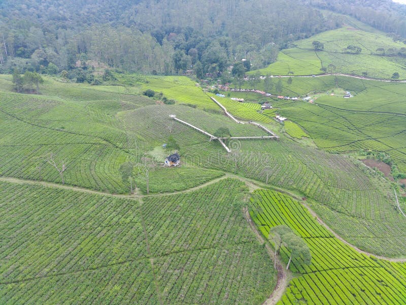 Aerial View of Beautifully Patterned Tea Fields. Stock Image - Image of ...