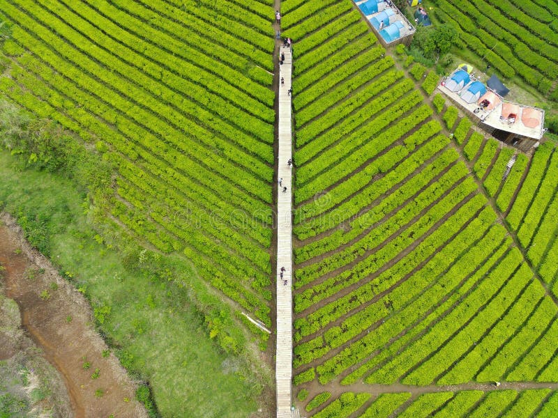 Aerial View of Beautifully Patterned Tea Fields. Stock Image - Image of ...