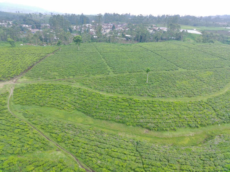 Aerial View of Beautifully Patterned Tea Fields Stock Image - Image of ...